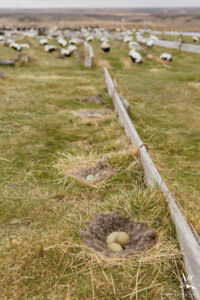 Thousand Year Old Tradition: Iceland Eiderdown