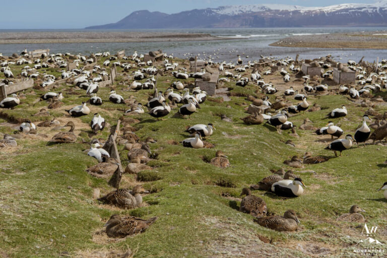 Thousand Year Old Tradition: Iceland Eiderdown